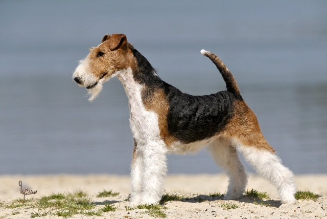 Foxterrier-Zwinger "von der Bismarckquelle" - Aktuelles